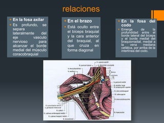 Ramas terminales del plexo braquial | PPTX
