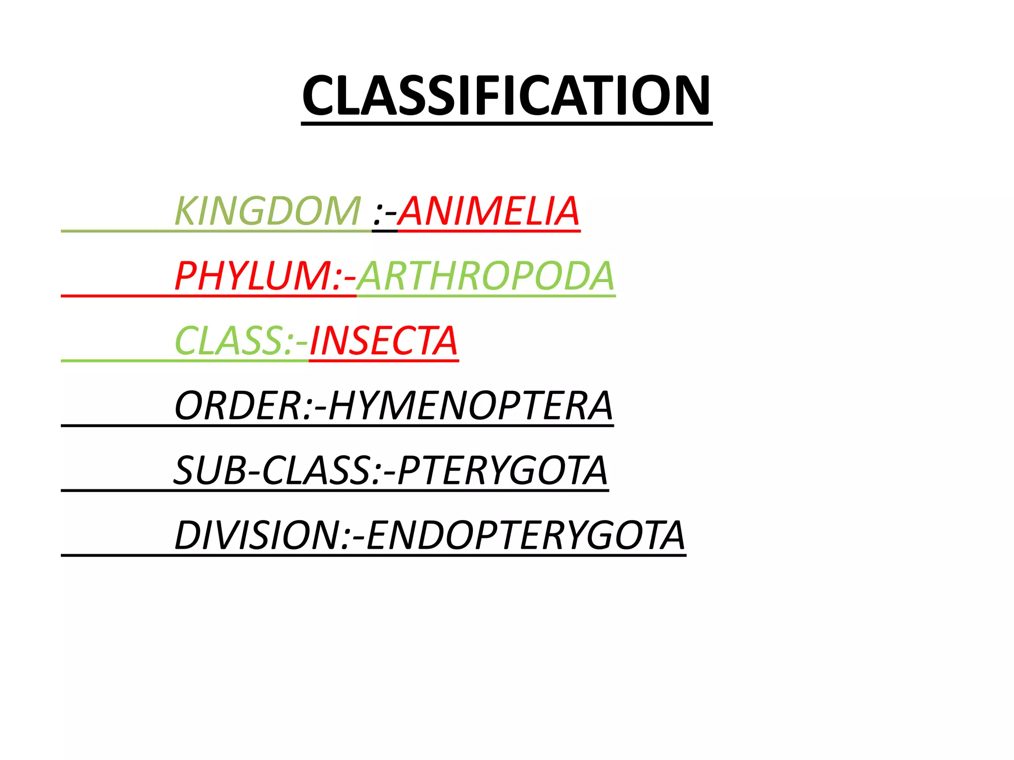 Classification of Order hymenoptera | PPTX