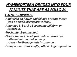 Classification of Order hymenoptera | PPTX