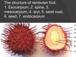 Rambutan | PPTX