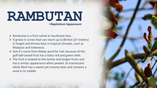 Rambutan.pptx