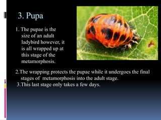Ladybird Beetle Life Cycle
