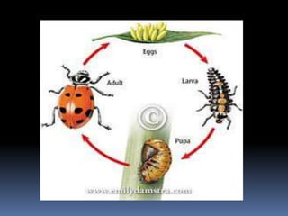 Ladybird Beetle Life Cycle