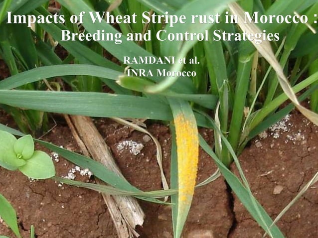 Impacts of Wheat Stripe rust in Morocco: Breeding and Control ...