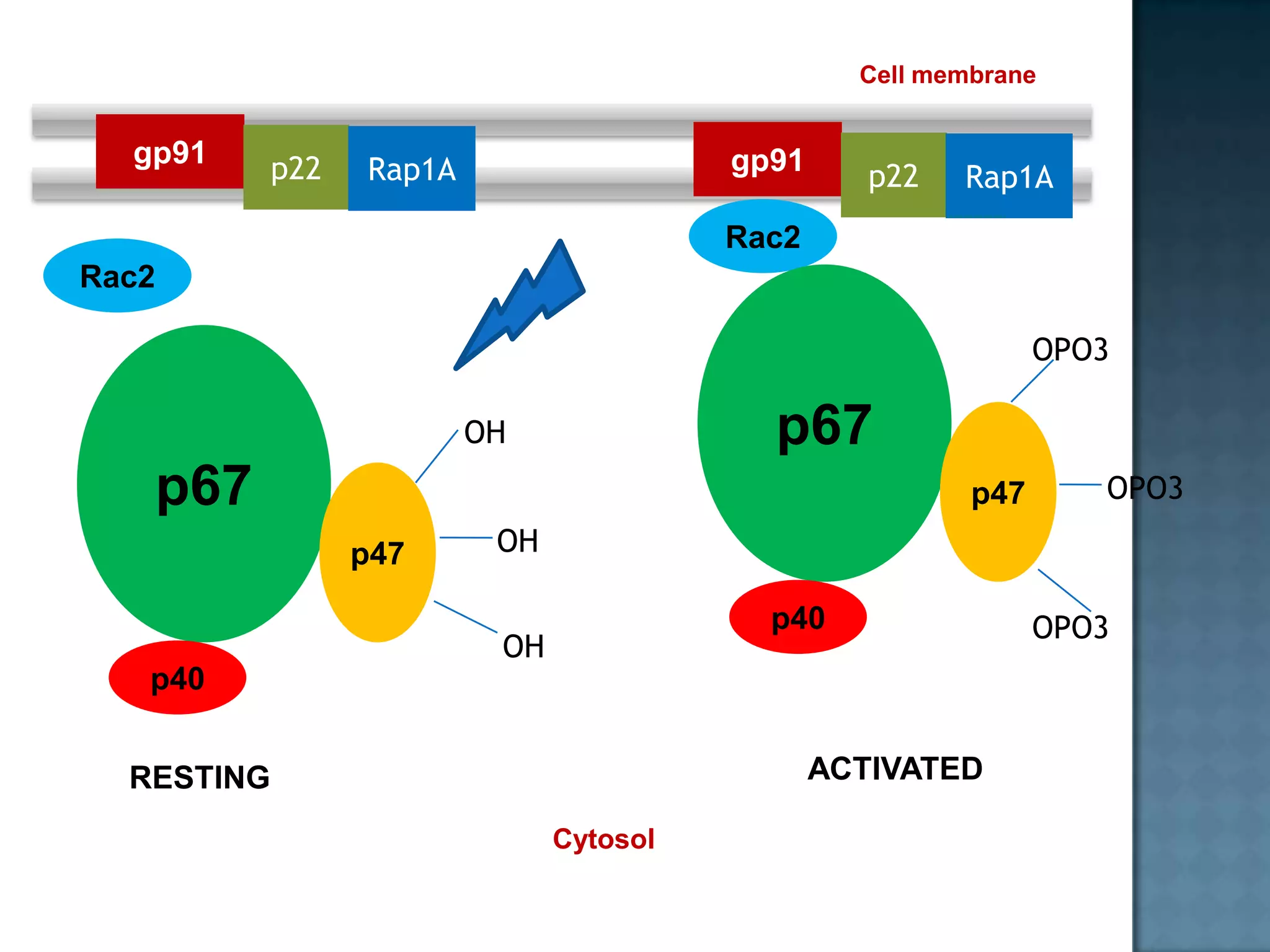 Respiratory burst by Phagocytosis | PPTX
