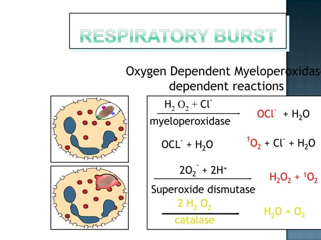 Respiratory burst by Phagocytosis | PPTX | Chemistry | Science