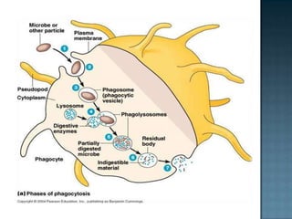 Respiratory burst by Phagocytosis | PPTX