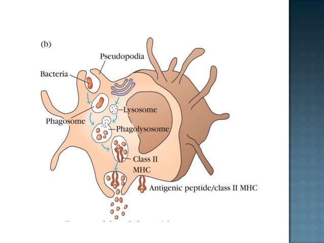 Respiratory burst by Phagocytosis