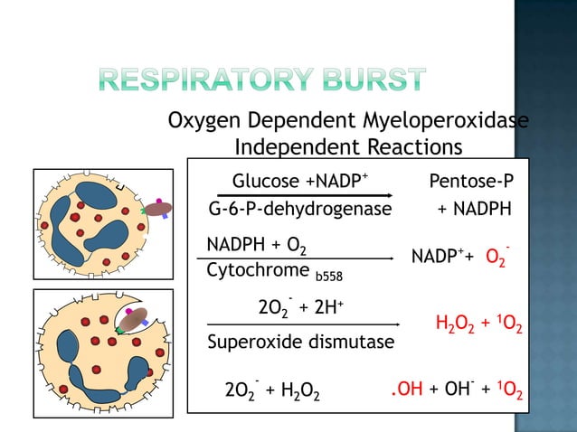 Respiratory burst by Phagocytosis