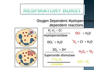 Oxidative Burst Mpo