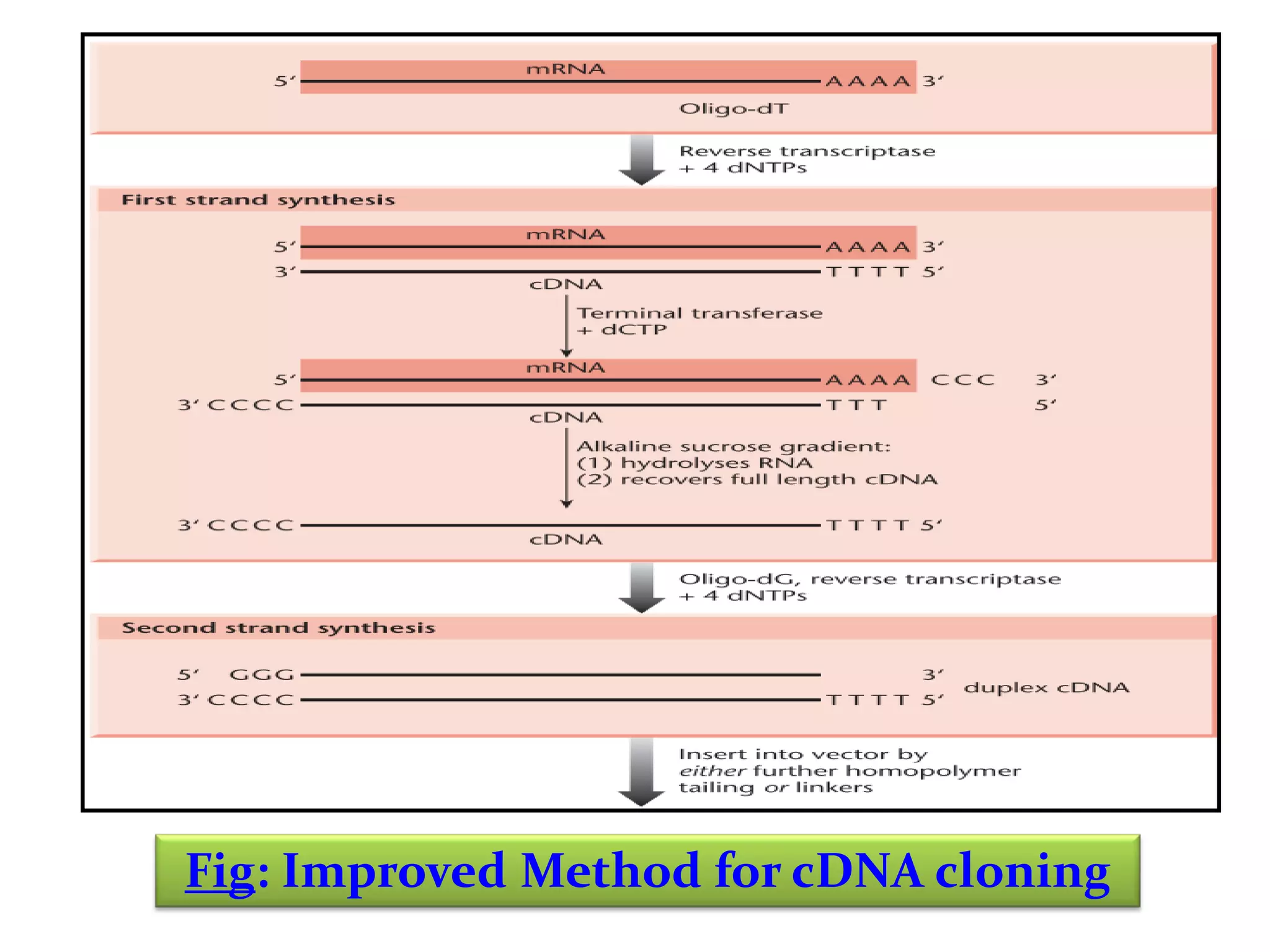 Complementary DNA (cDNA) Libraries | PDF