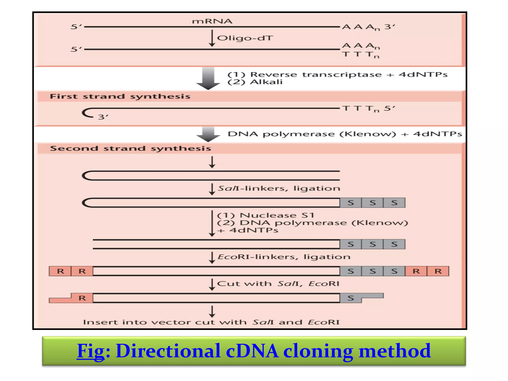 Complementary DNA (cDNA) Libraries | PDF