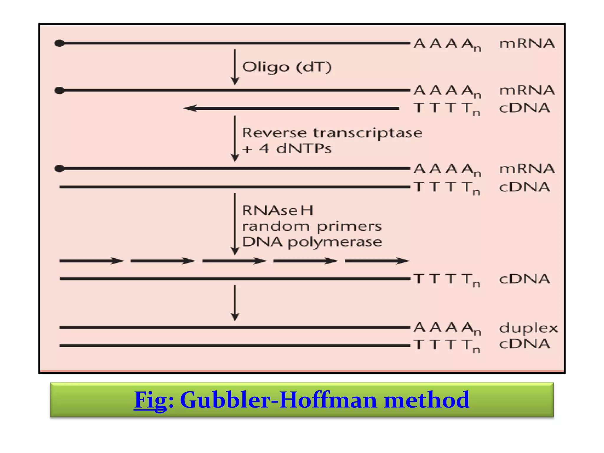 Complementary DNA (cDNA) Libraries | PDF