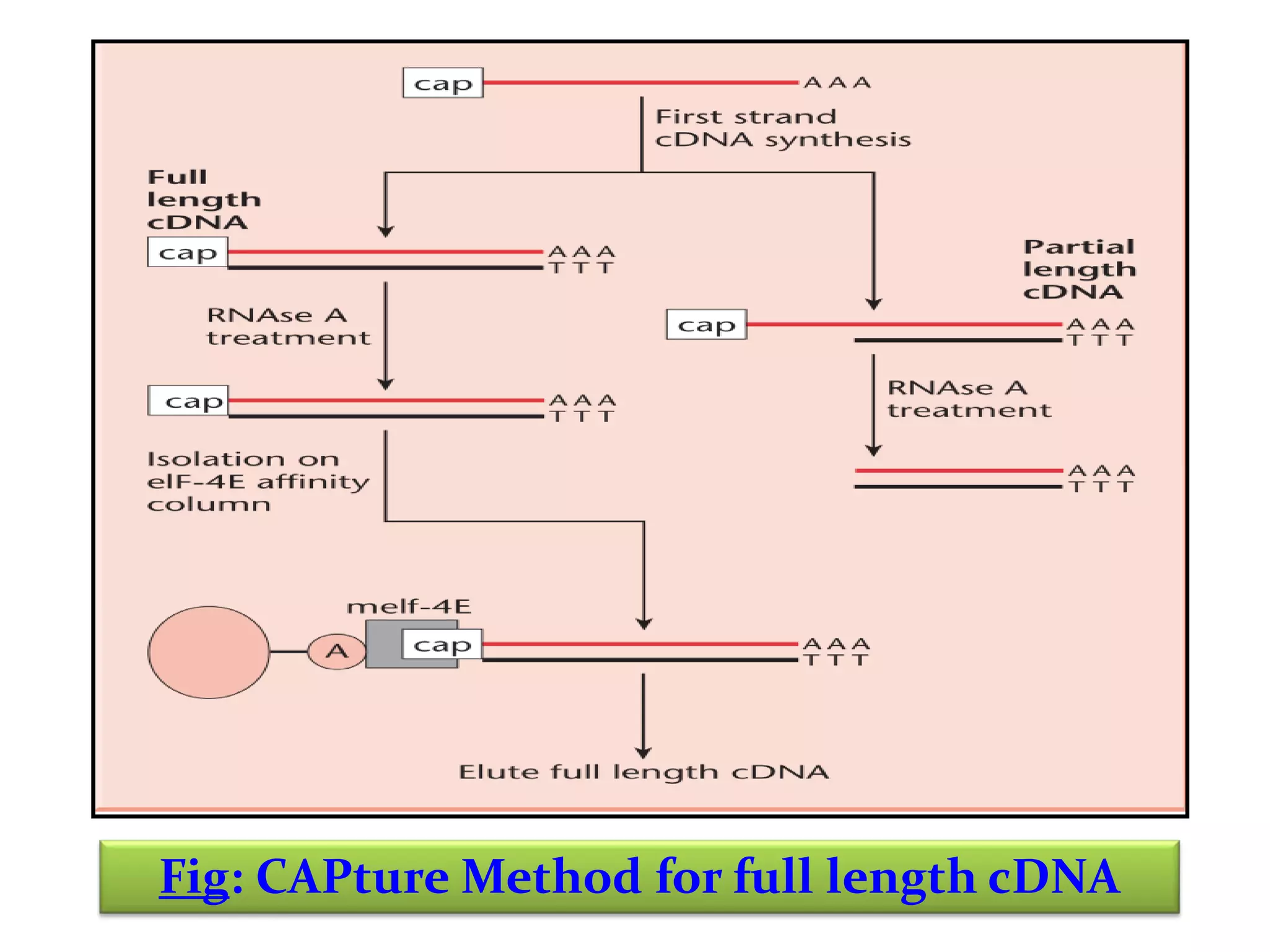 Complementary DNA (cDNA) Libraries | PDF