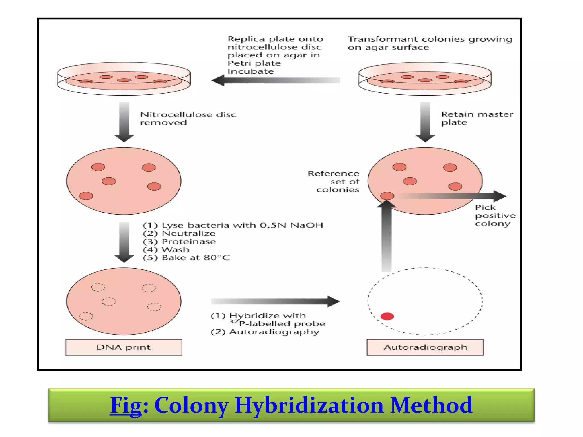 Complementary DNA (cDNA) Libraries | PDF