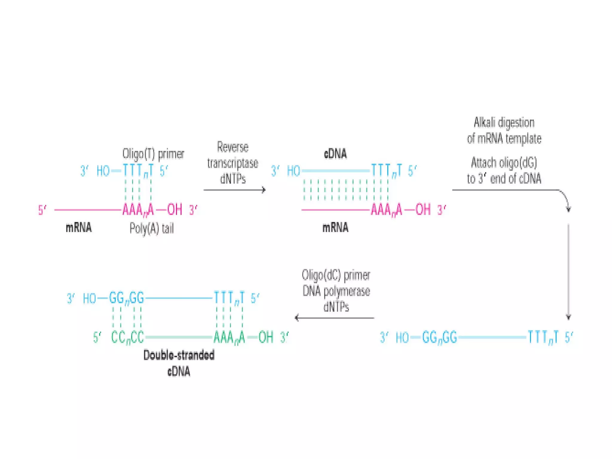 Complementary DNA (cDNA) Libraries | PDF