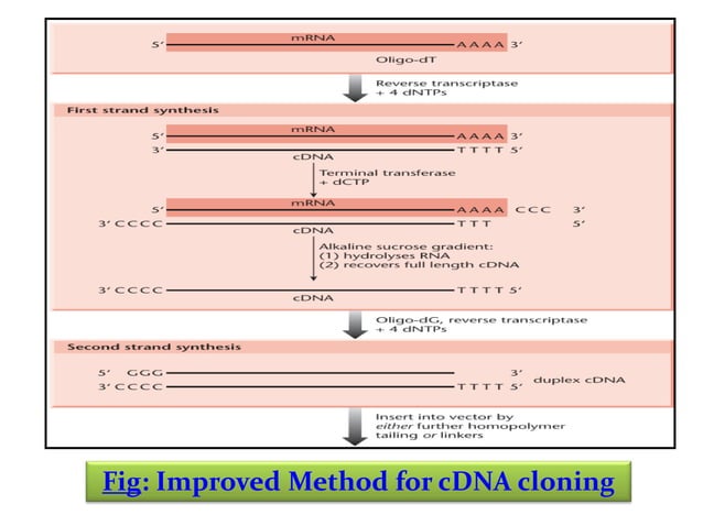 Complementary DNA (cDNA) Libraries | PDF