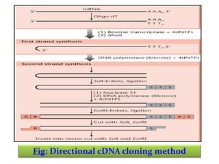 Complementary DNA (cDNA) Libraries | PDF