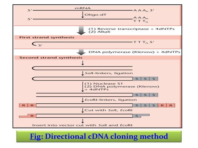 Complementary DNA (cDNA) Libraries | PDF