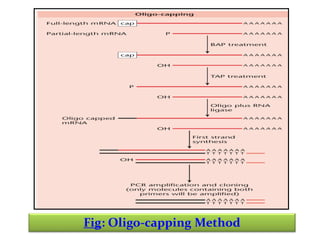 Complementary DNA (cDNA) Libraries | PDF