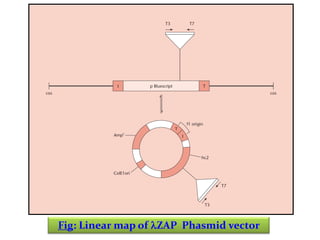 Complementary DNA (cDNA) Libraries | PDF