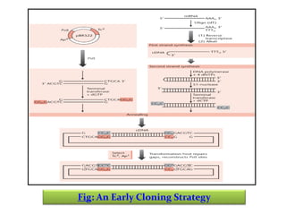 Complementary DNA (cDNA) Libraries | PDF
