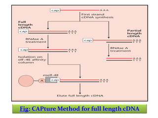 Cdna Library Protocol