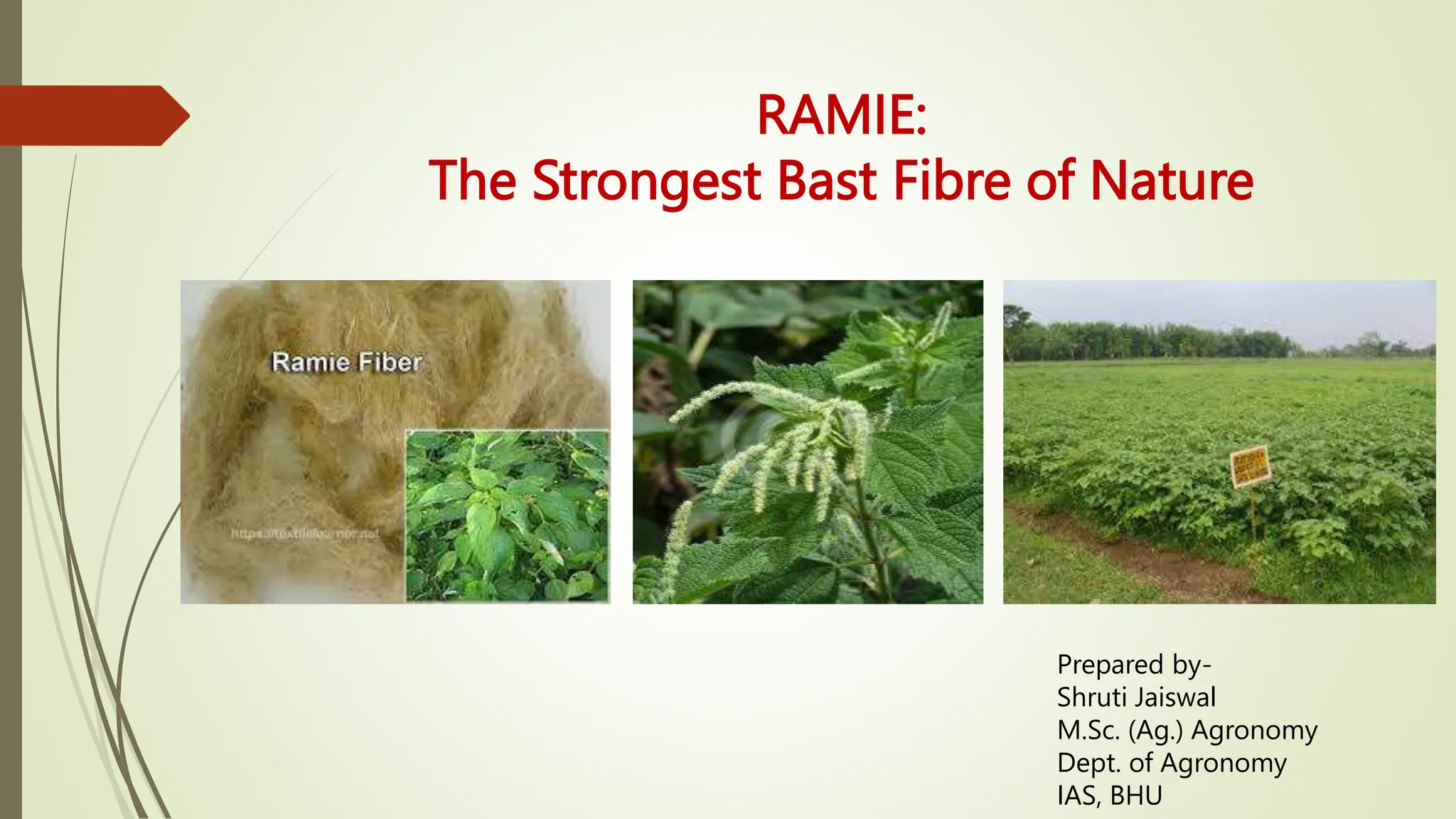 Ramie- The Strongest Bast Fibre of Nature | PPTX