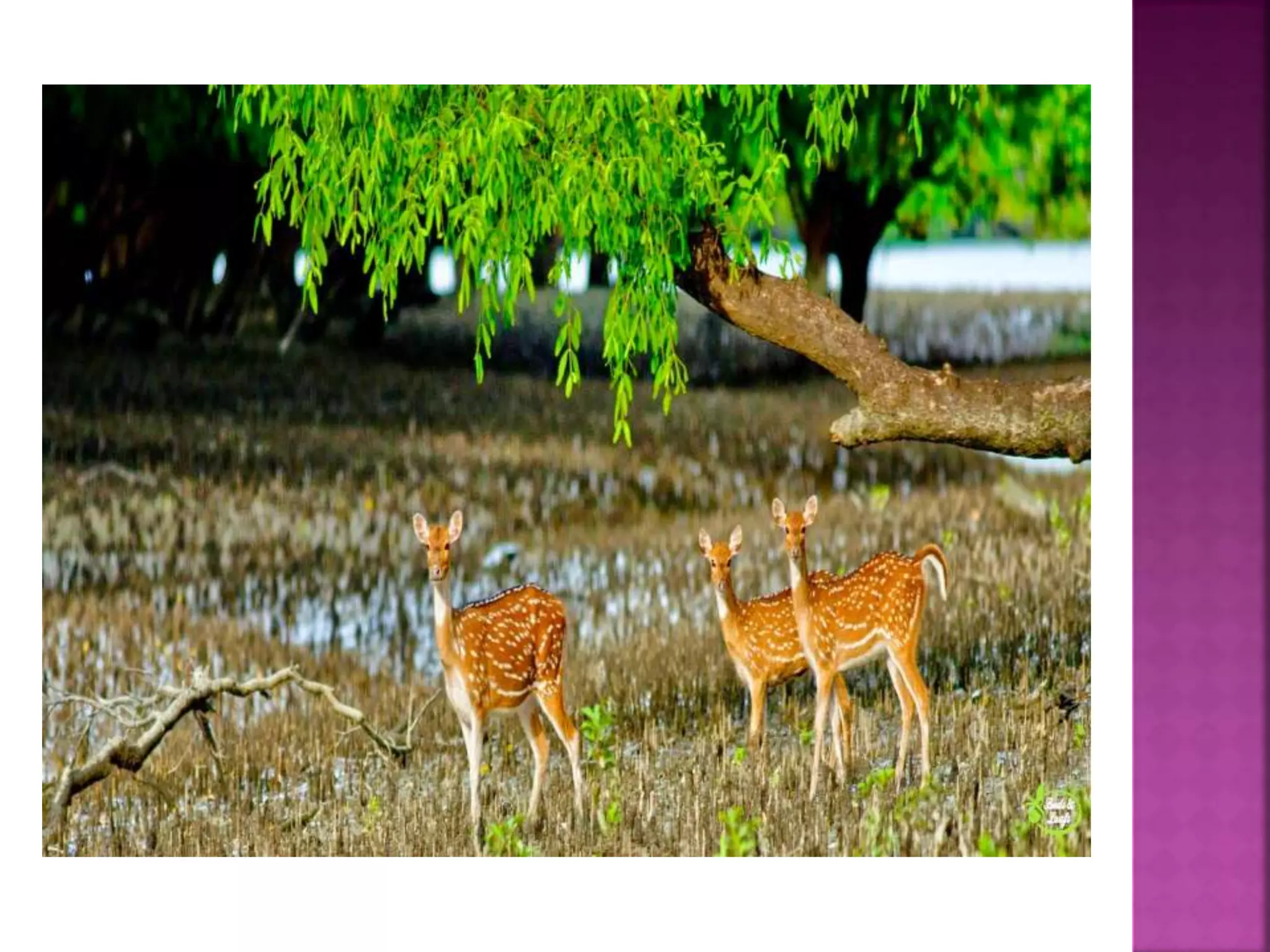 Rampalpowerstation by riad badhon | PPTX