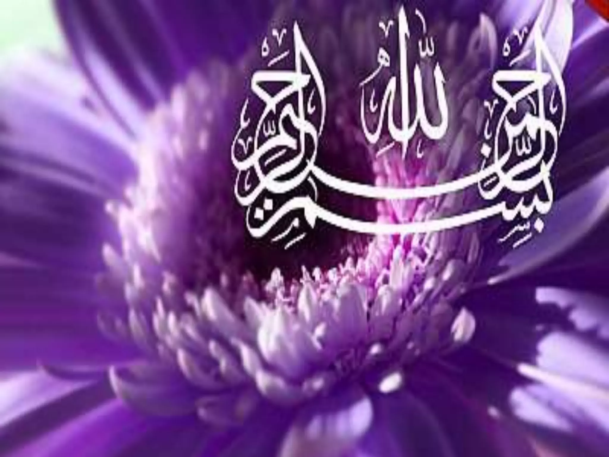 introduction, distribution, biology, their stages and their species ...