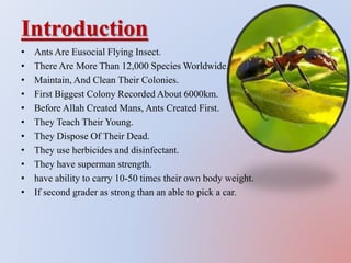 introduction, distribution, biology, their stages and their species ...