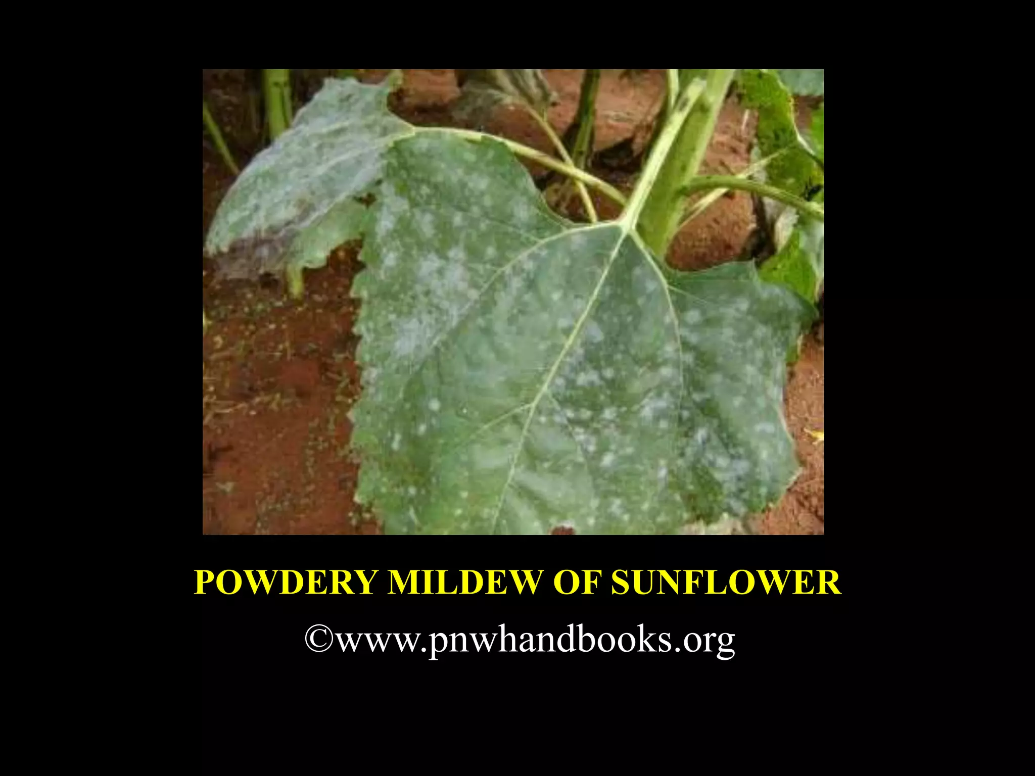 root rot and powdery mildew of sunflower(updated) | PPT