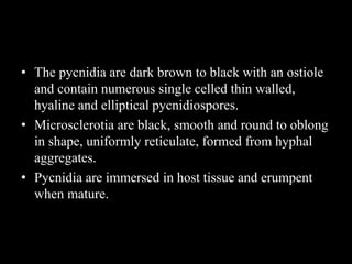 root rot and powdery mildew of sunflower(updated) | PPT