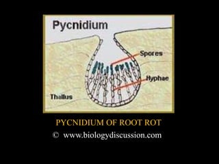 root rot and powdery mildew of sunflower(updated) | PPT