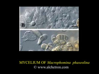 root rot and powdery mildew of sunflower(updated) | PPT