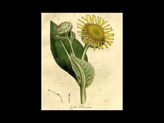 root rot and powdery mildew of sunflower(updated) | PPT