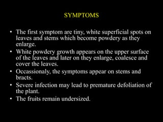 root rot and powdery mildew of sunflower(updated) | PPT