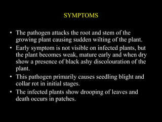 root rot and powdery mildew of sunflower(updated) | PPT