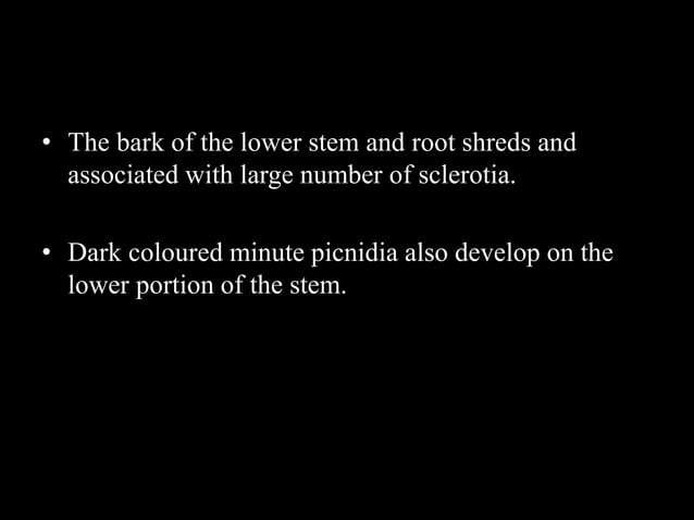 root rot and powdery mildew of sunflower(updated) | PPT