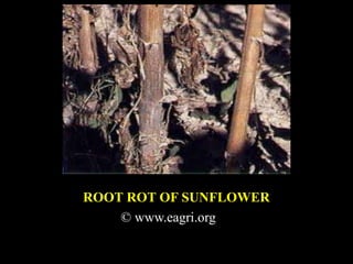root rot and powdery mildew of sunflower(updated) | PPT