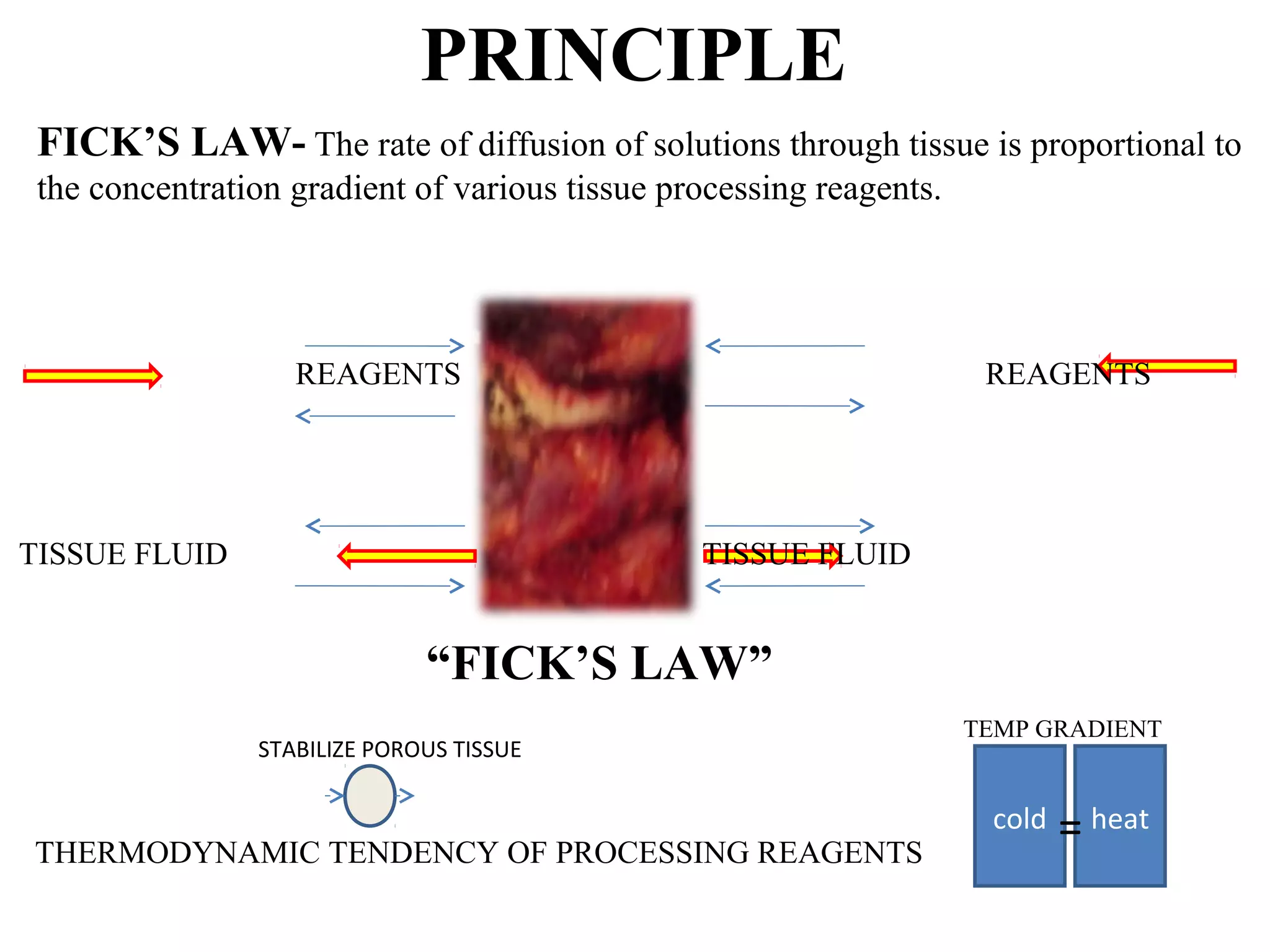 Tissue Processing | PPT