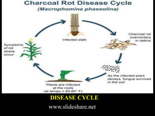 ROOT ROT AND POWDERY MILDEW OF SUNFLOWER | PPTX