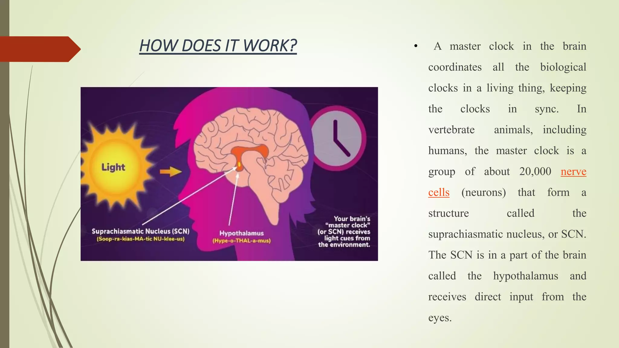 CHRONOBIOLOGY | PPTX