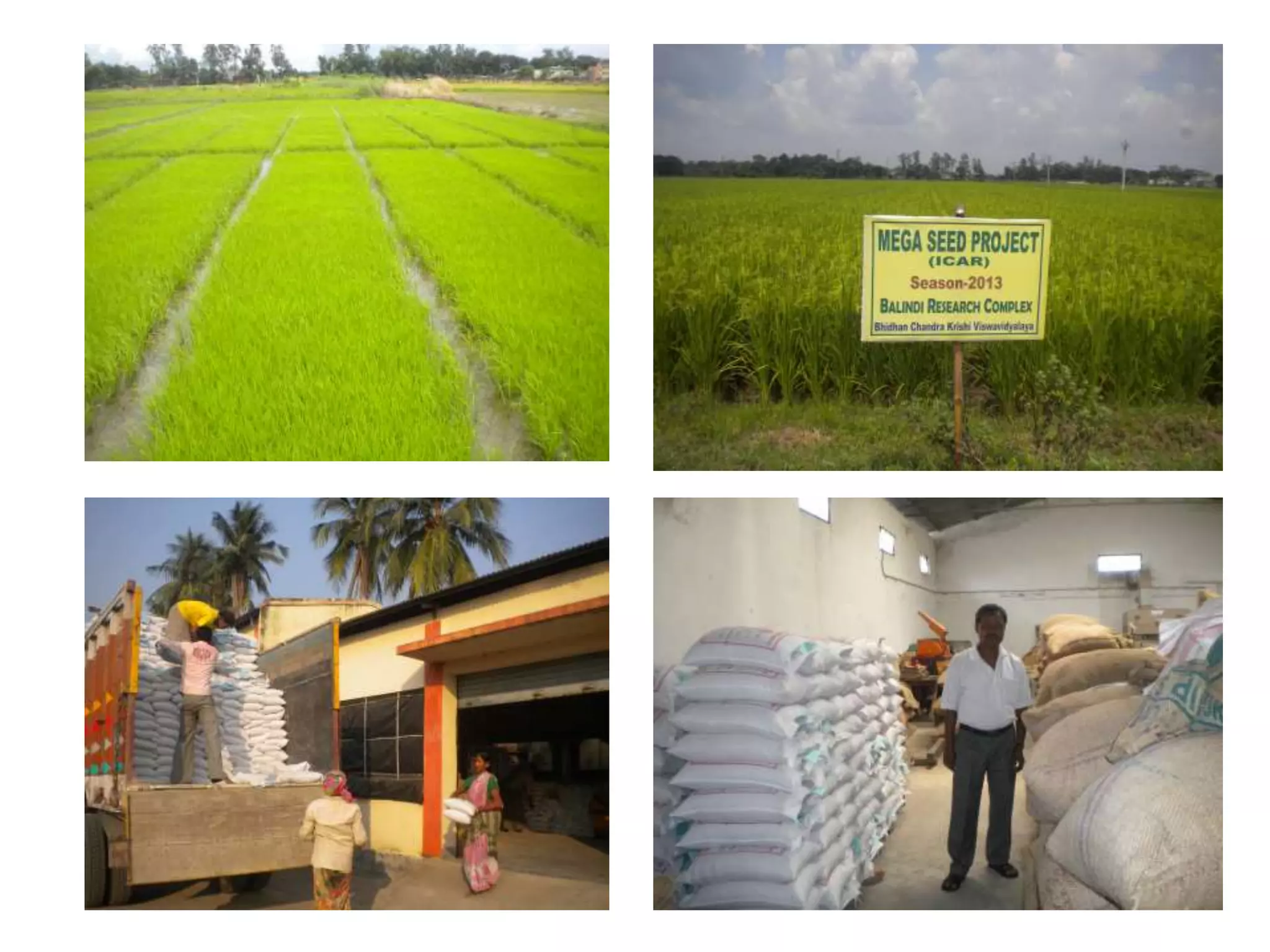 Quality Seed Production in Agriculture | PPTX