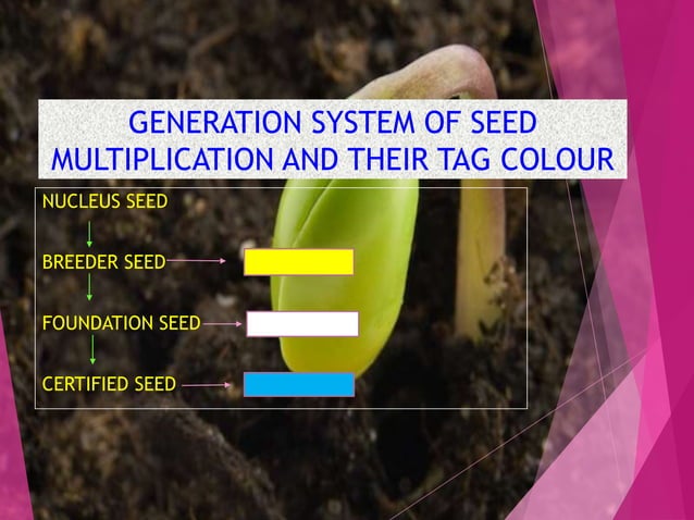 Quality Seed Production in Agriculture | PPTX