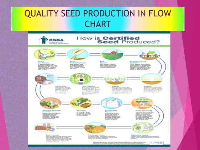 Quality Seed Production in Agriculture | PPTX