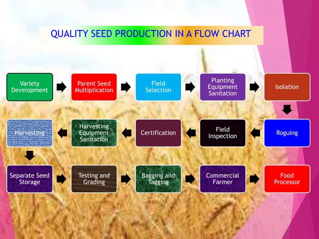 Quality Seed Production in Agriculture | PPTX
