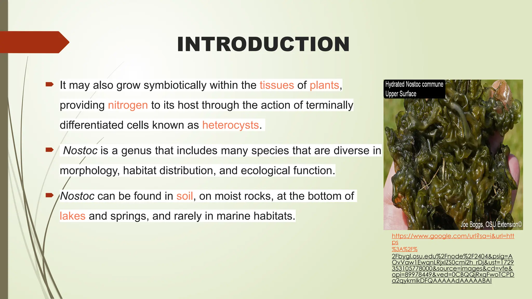 Introduction to Nostoc--A kind of Cyanobacteria|PPT | PPTX