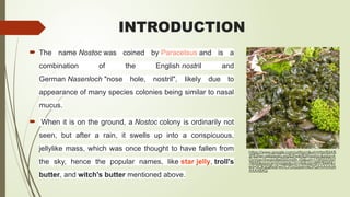 Introduction to Nostoc--A kind of Cyanobacteria|PPT | PPTX