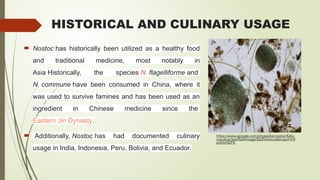 Introduction to Nostoc--A kind of Cyanobacteria|PPT | PPTX